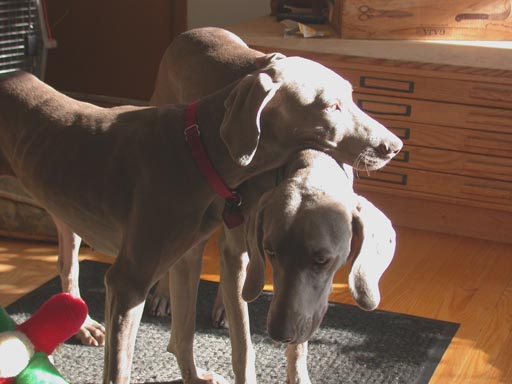 My Dogs – Photos | Sally Bushwaller